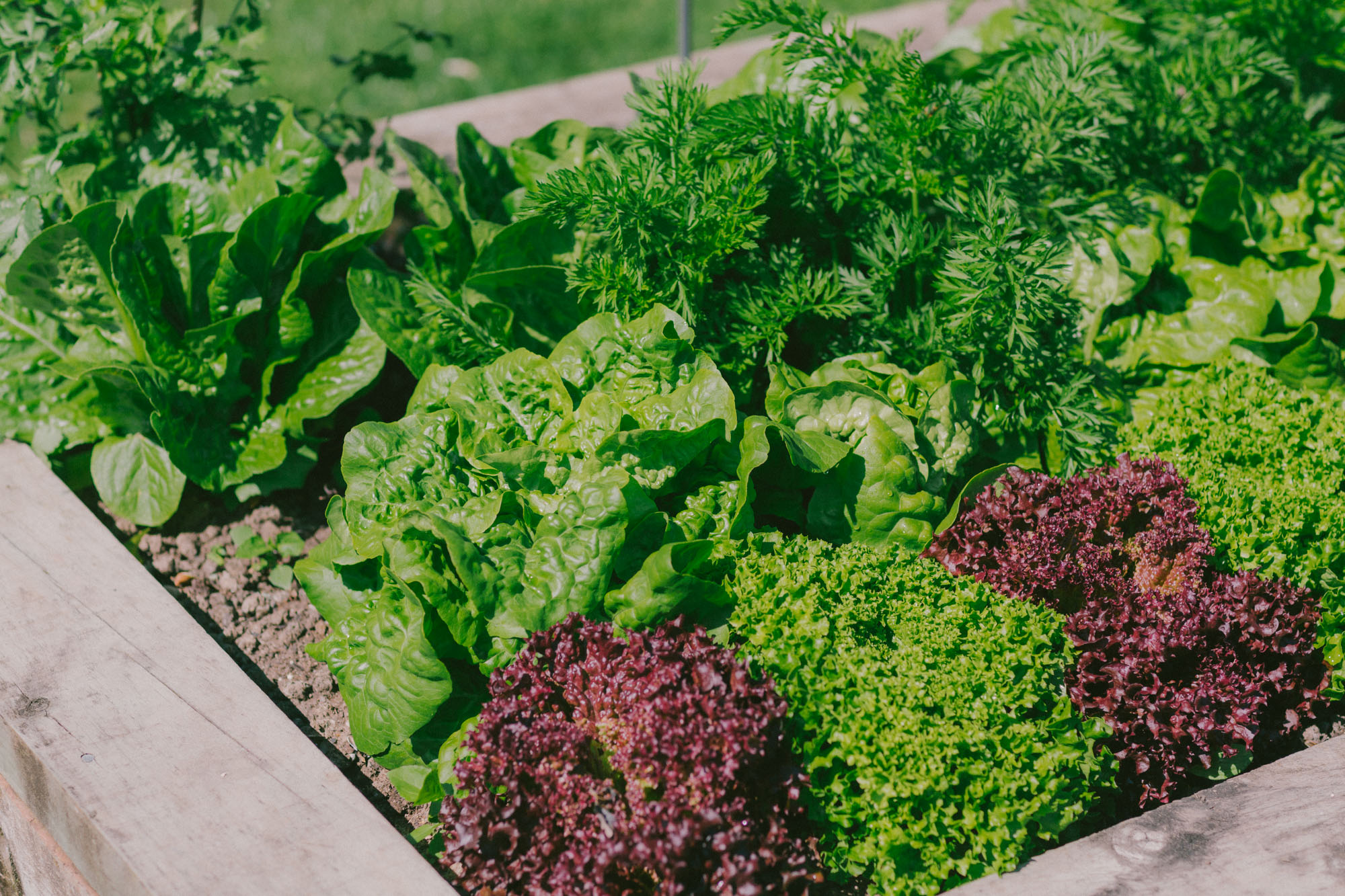 A Beginner s Guide To Vegetable Gardening