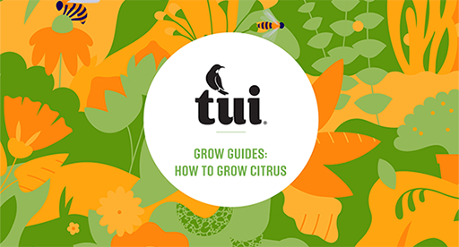 Tui Grow Guides - How to grow successful citrus