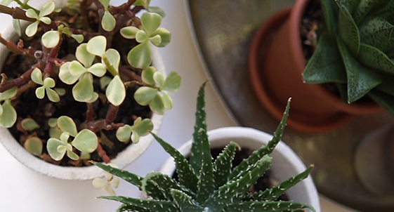 Tui Grow Guides - Indoor Plant Success