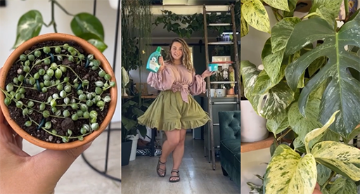 Indoor plant propagation