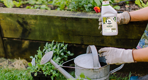 Companion Planting Guide | Tui Garden