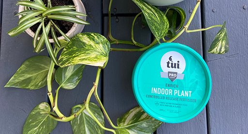 How to use Tui Enrich Indoor Plant Fertiliser with Hollie