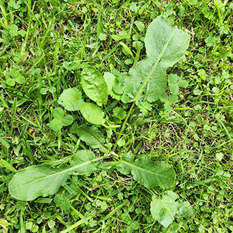 How to Identify Weeds in your Lawn