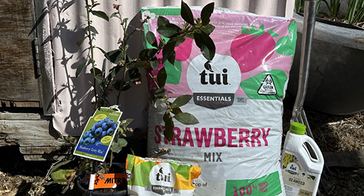 How to grow blueberries with Poppy